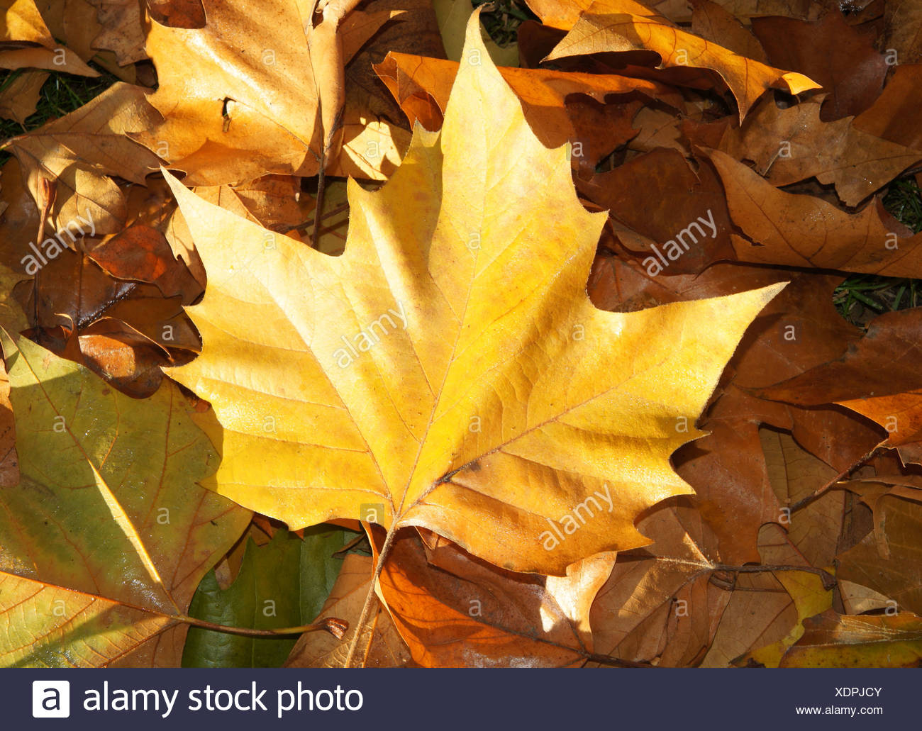 Platanus Tree High Resolution Stock Photography and Images - Alamy