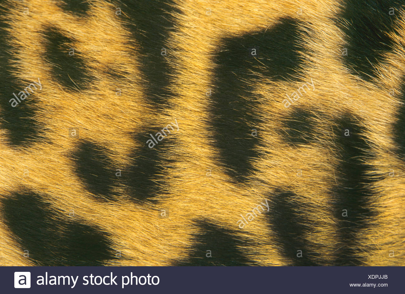 Fur Patterns High Resolution Stock Photography and Images - Alamy