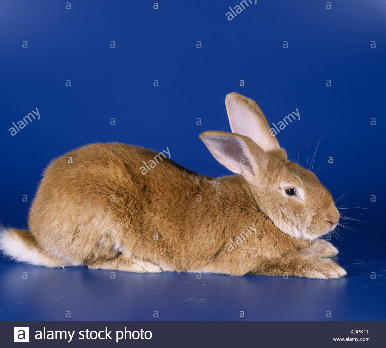 Flemish Giant Bunny High Resolution Stock Photography and Images - Alamy