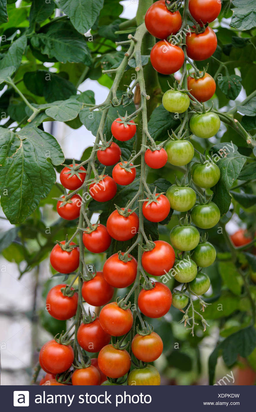 Solanum Lycopersicum Picolino High Resolution Stock Photography and ...