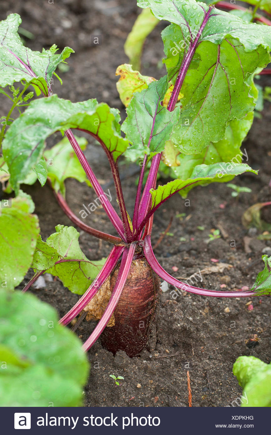 Mangel Wurzel High Resolution Stock Photography and Images - Alamy