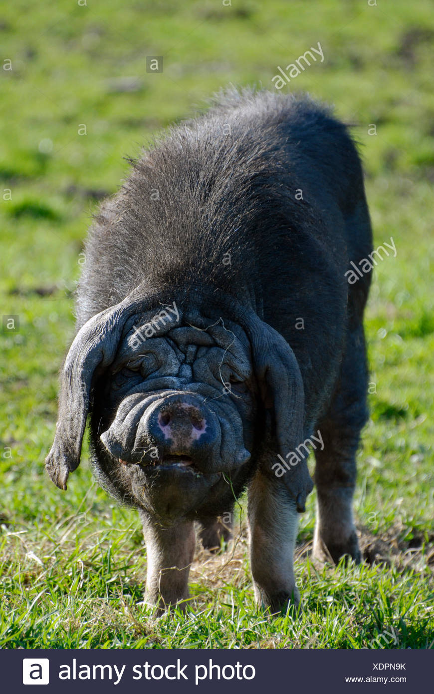 Chinese Pigs High Resolution Stock Photography and Images - Alamy