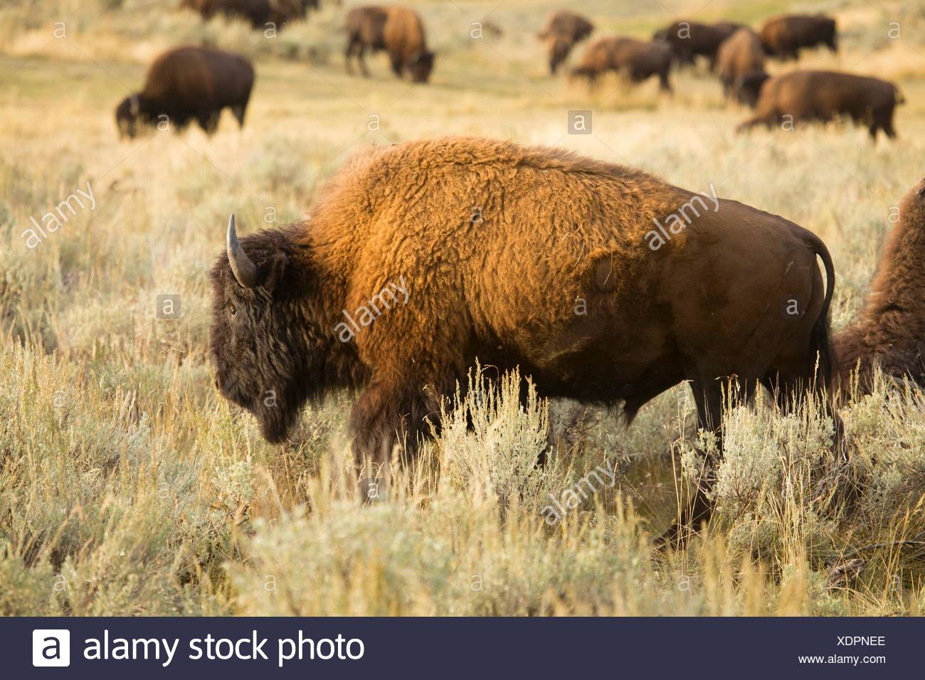 Bison Bison Herd Walking Stock Photos & Bison Bison Herd Walking Stock ...
