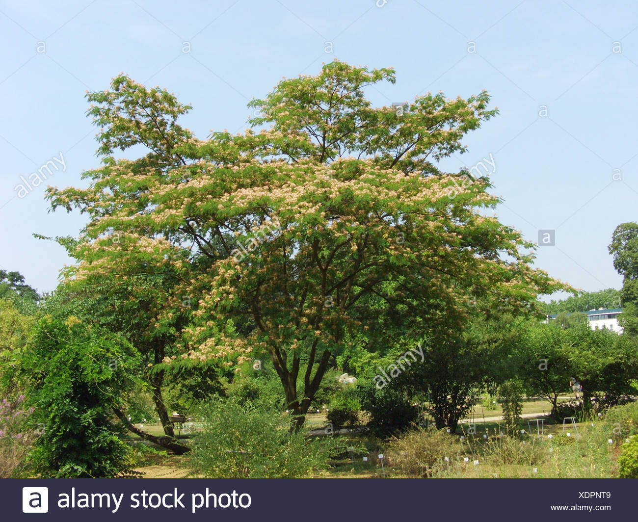 Siris Stock Photos & Siris Stock Images - Alamy