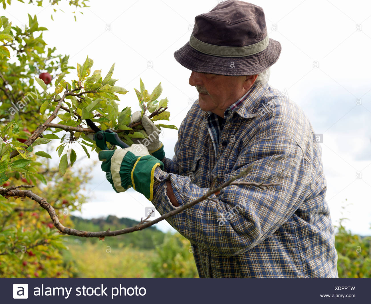 Man Cutting Tree High Resolution Stock Photography and Images - Alamy