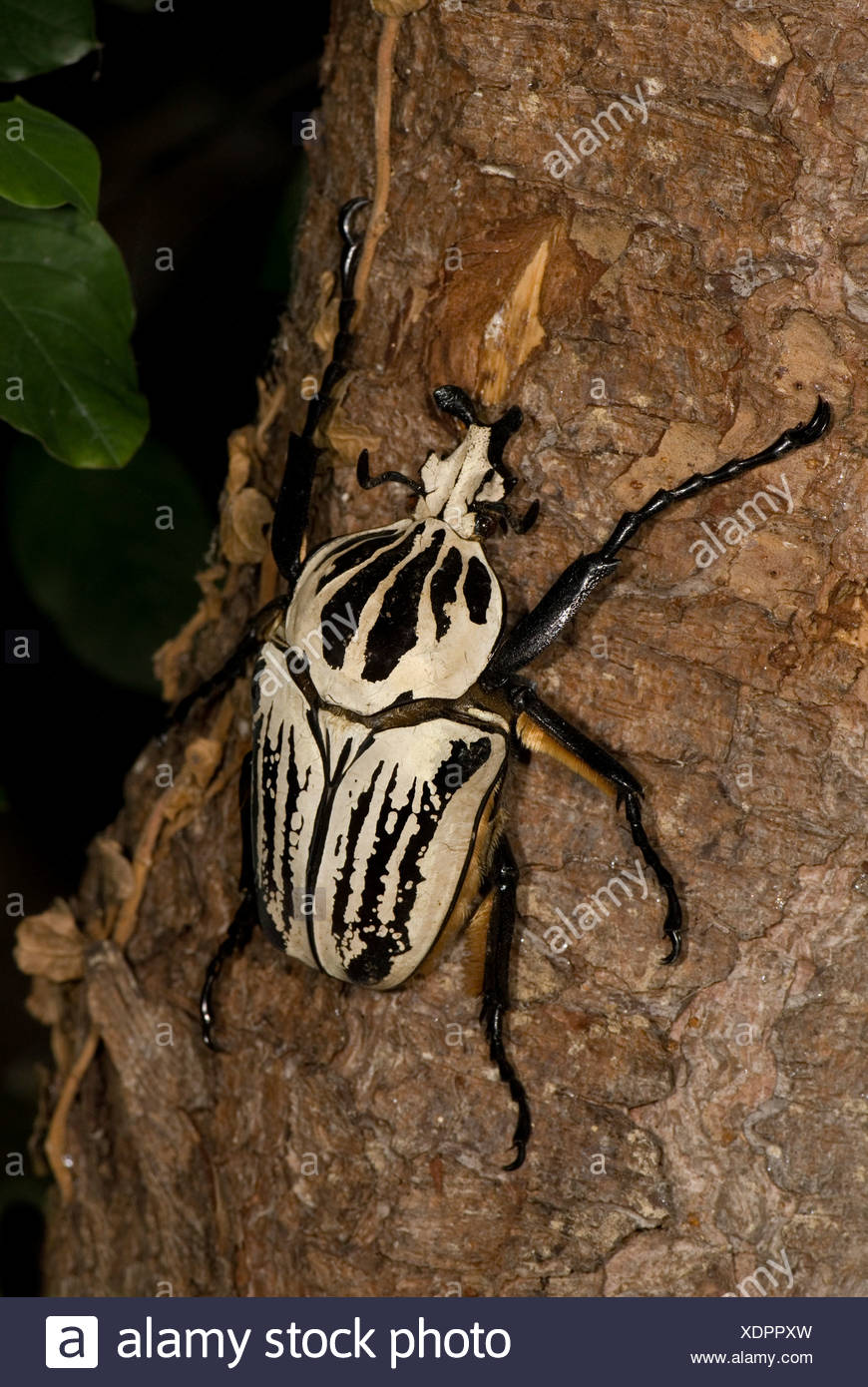 Goliath Beetle High Resolution Stock Photography and Images - Alamy