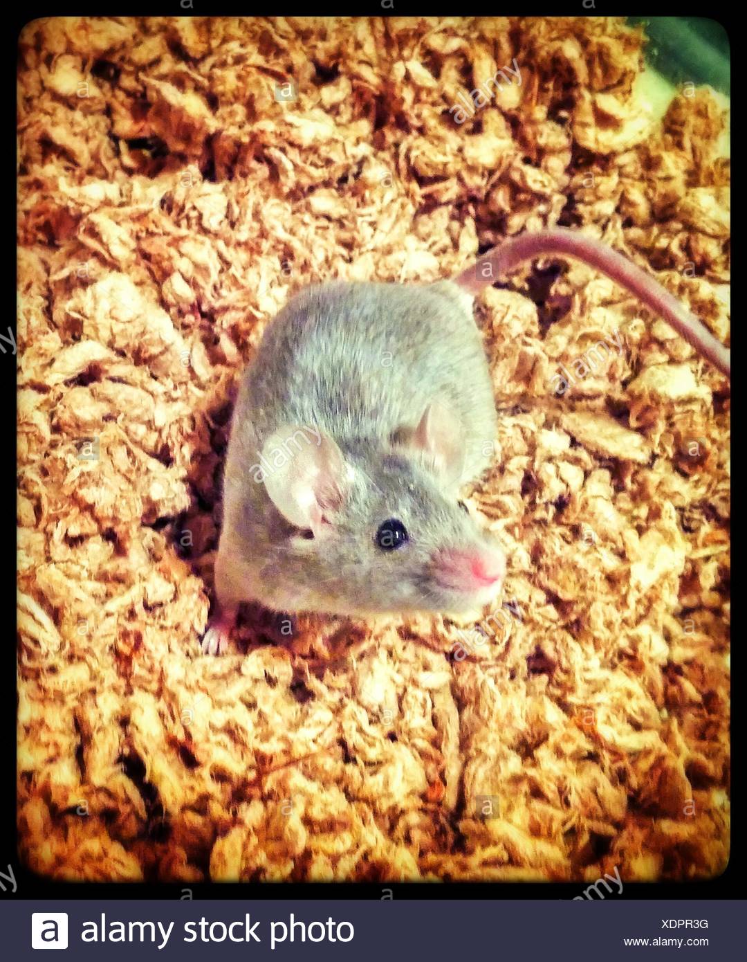 Rat Bait High Resolution Stock Photography and Images - Alamy