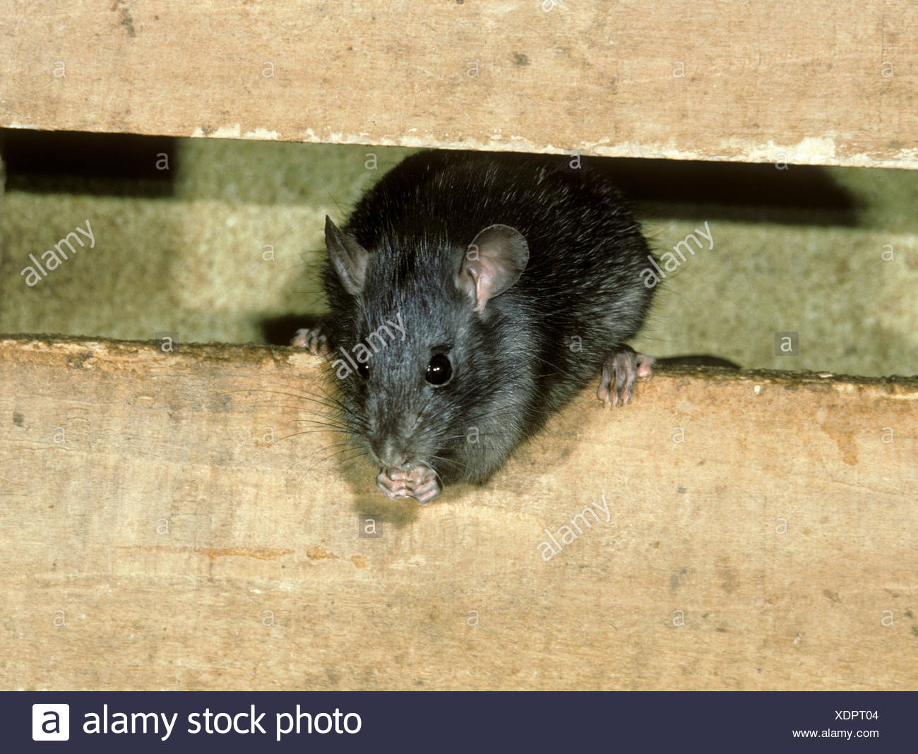 Black Rats Stock Photos & Black Rats Stock Images - Alamy