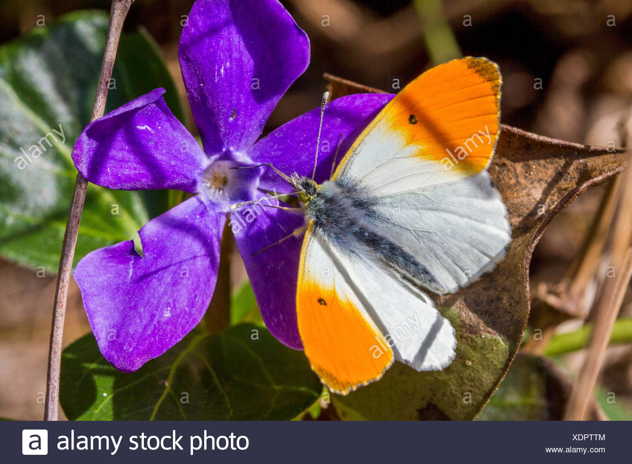 Periwinkle Animal High Resolution Stock Photography and Images - Alamy