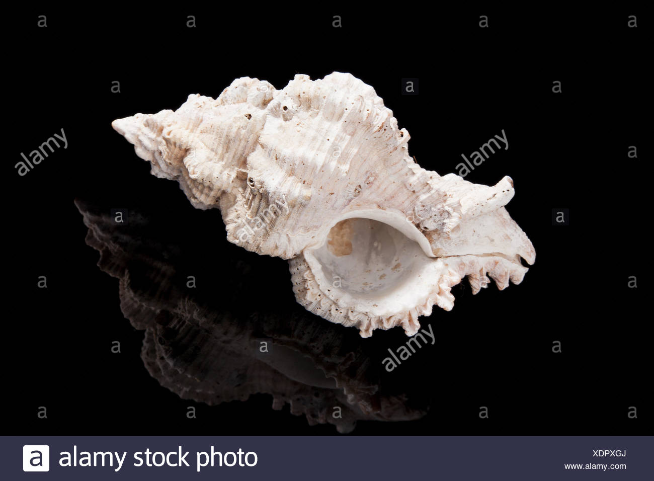 Spiral Seashell Black White Stock Photos & Spiral Seashell Black White ...
