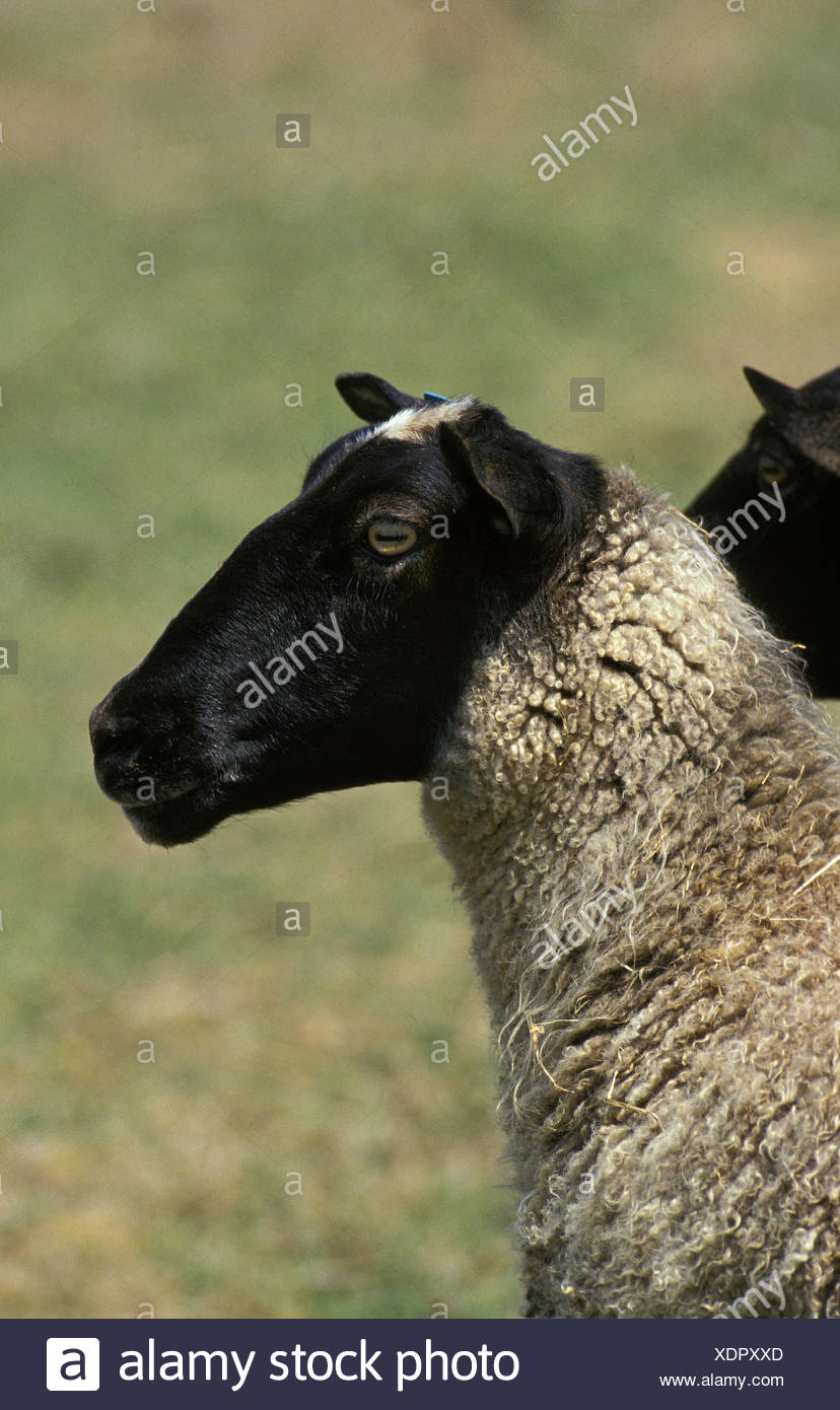 Sheep Russia High Resolution Stock Photography and Images - Alamy