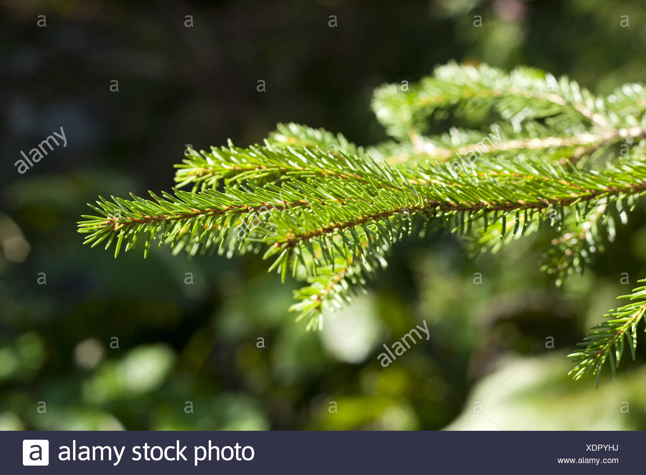 Pine Leaf High Resolution Stock Photography and Images - Alamy