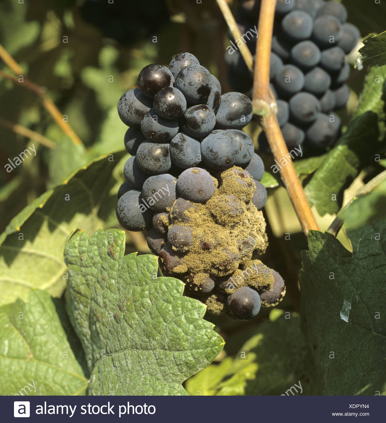 Grape Disease High Resolution Stock Photography and Images - Alamy