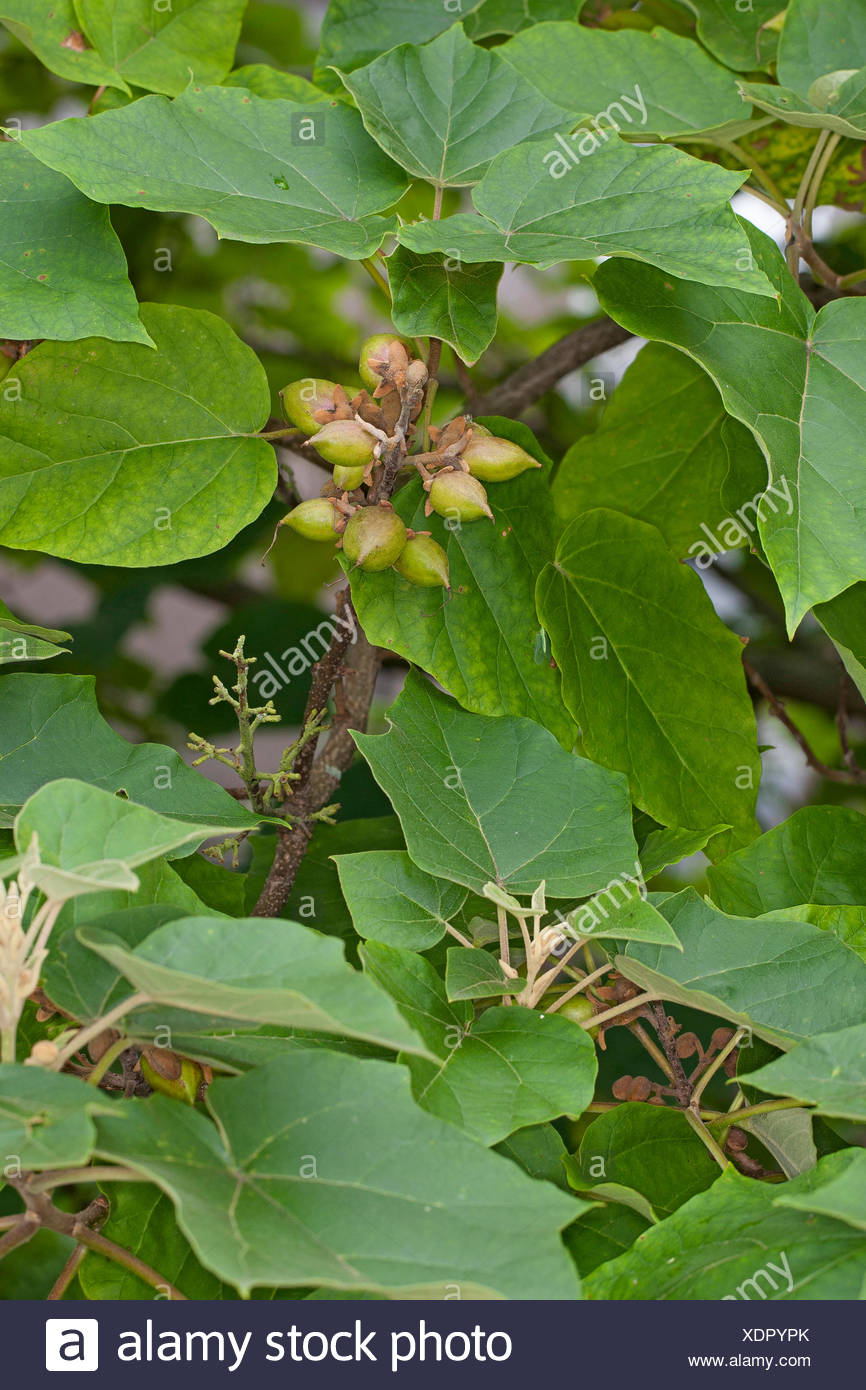 Empress Tree Stock Photos & Empress Tree Stock Images - Alamy
