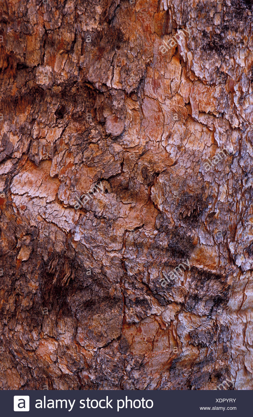 Bloodwood Tree High Resolution Stock Photography and Images - Alamy