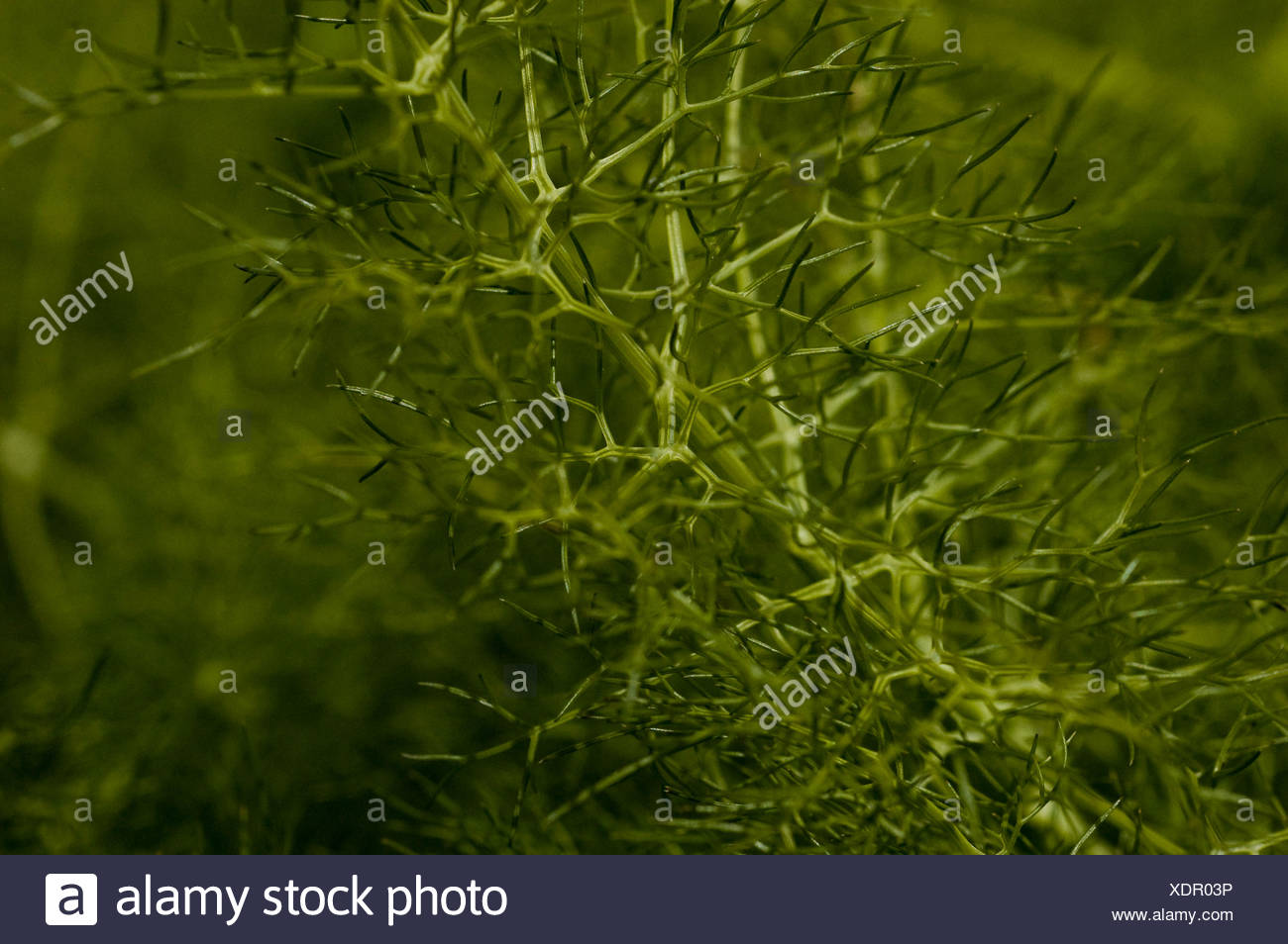 Licorice Plant High Resolution Stock Photography and Images - Alamy