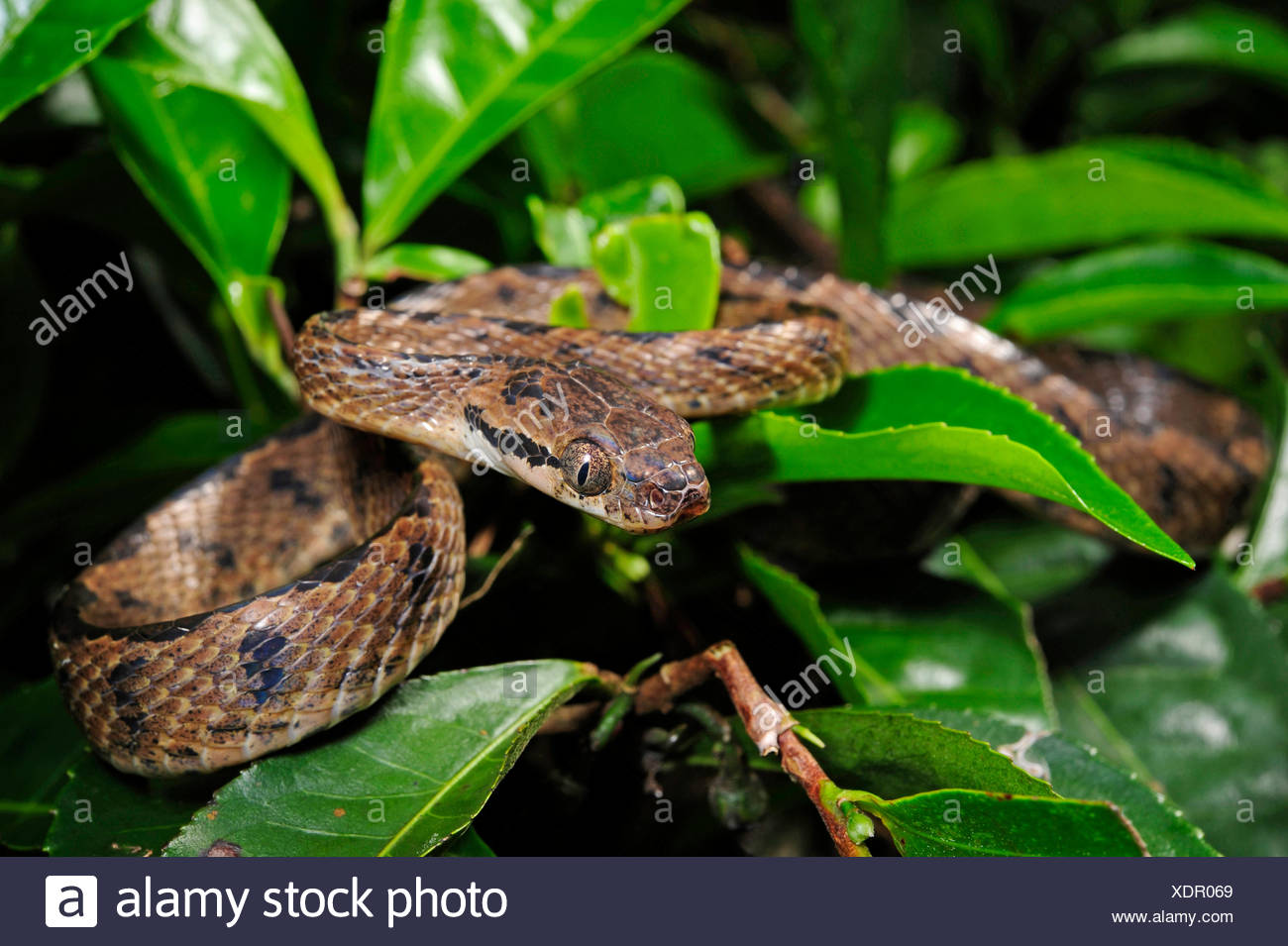 Sri Lanka Cat Snake High Resolution Stock Photography and Images - Alamy