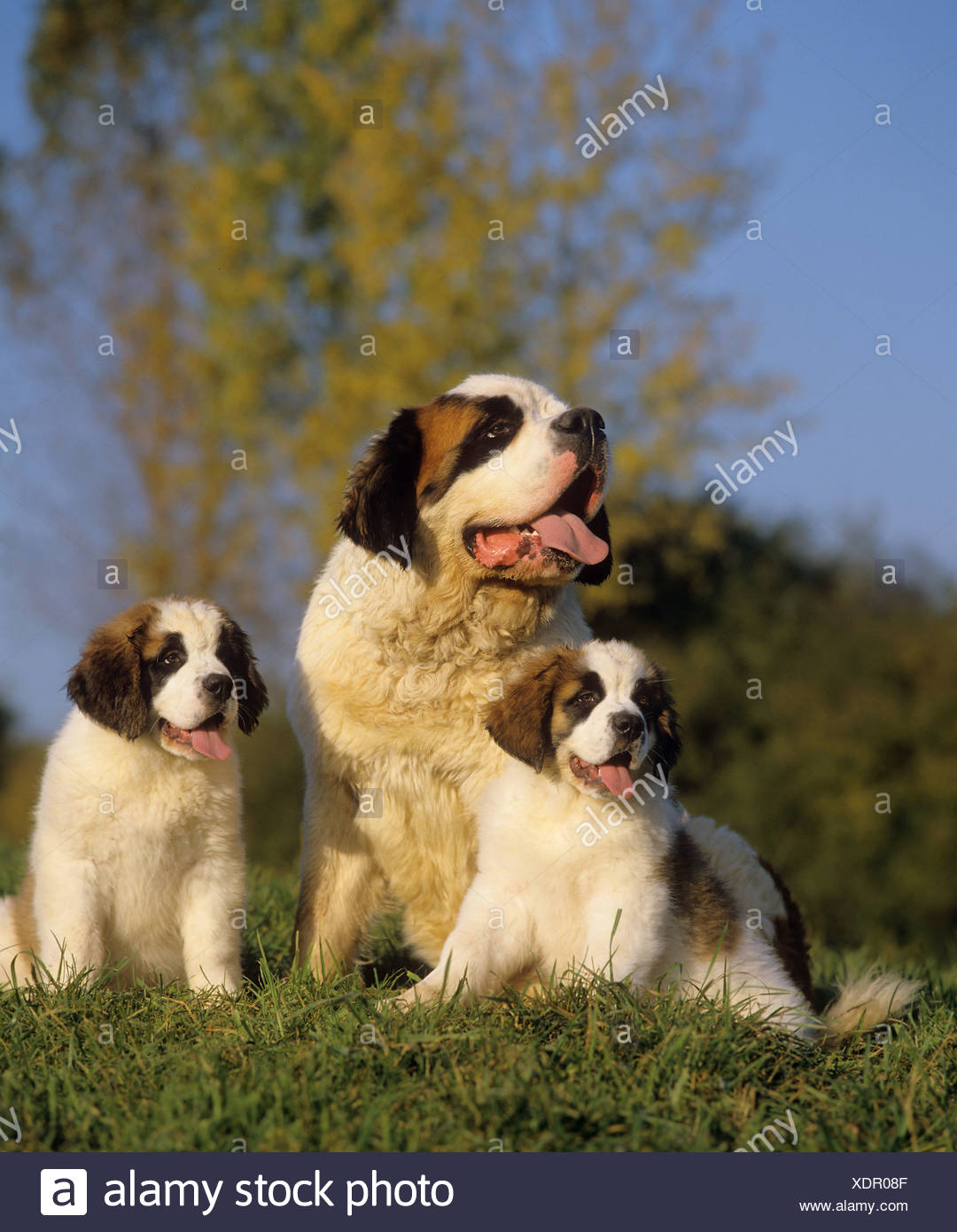 Saint Bernards Sitting High Resolution Stock Photography and Images - Alamy
