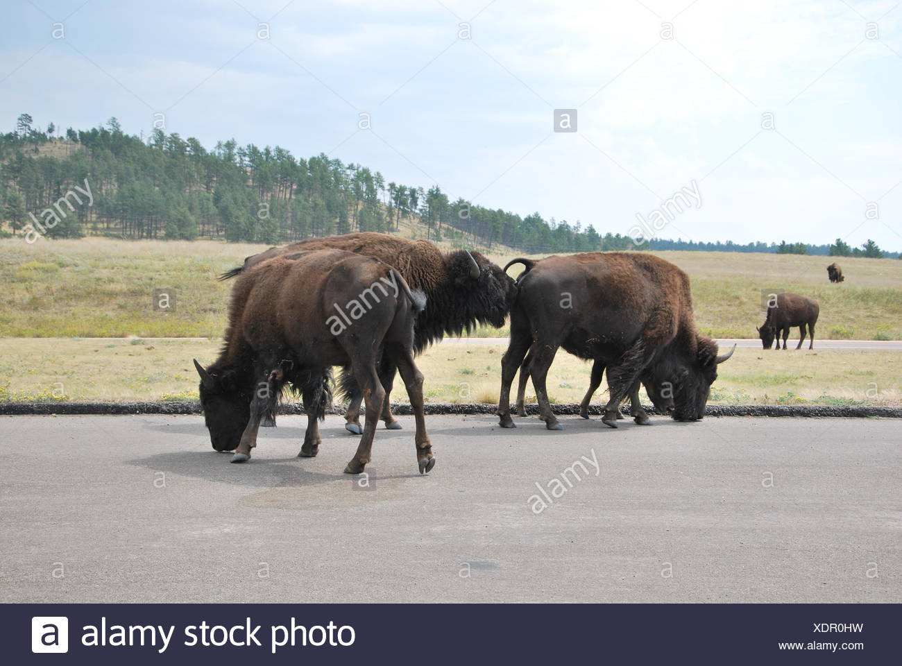 Black Buffalos High Resolution Stock Photography and Images - Alamy