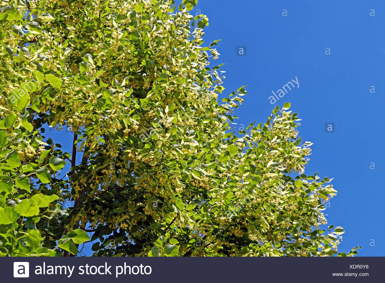 Lime Tree Blossoms