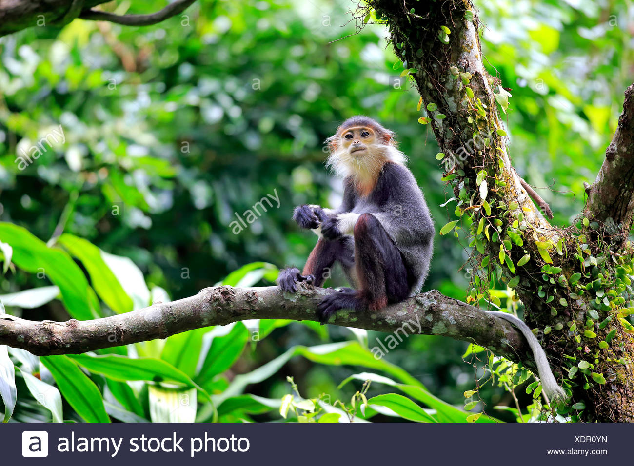 Langur Images High Resolution Stock Photography and Images - Alamy