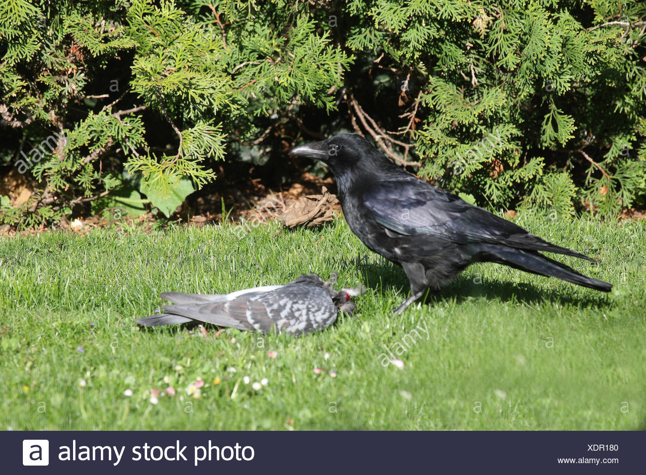 Dead Crow High Resolution Stock Photography and Images - Alamy