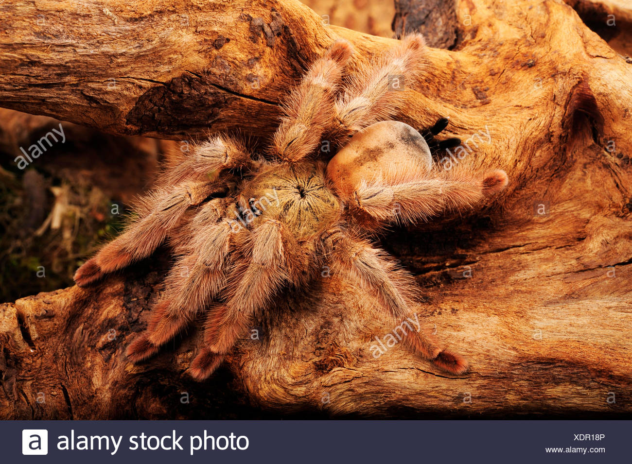 Psalmopoeus Pulcher High Resolution Stock Photography and Images - Alamy