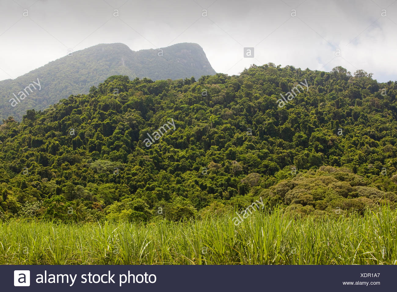 Deforestation Cleared Rainforest High Resolution Stock Photography and ...