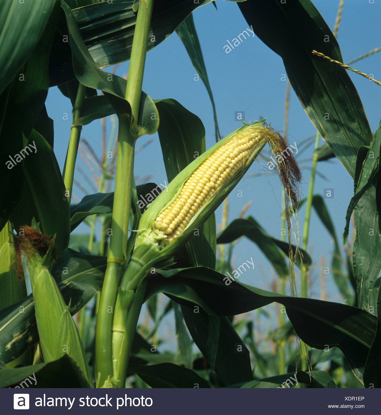 Maize Zea Mays High Resolution Stock Photography and Images - Alamy