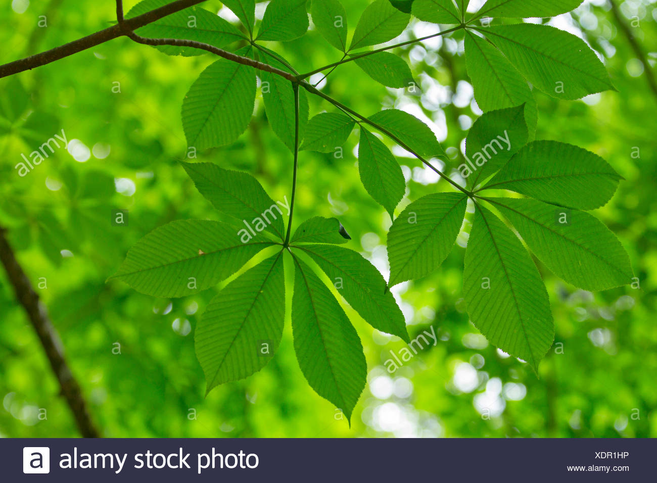 Aesculus Flava Yellow Buckeye Tree High Resolution Stock Photography ...