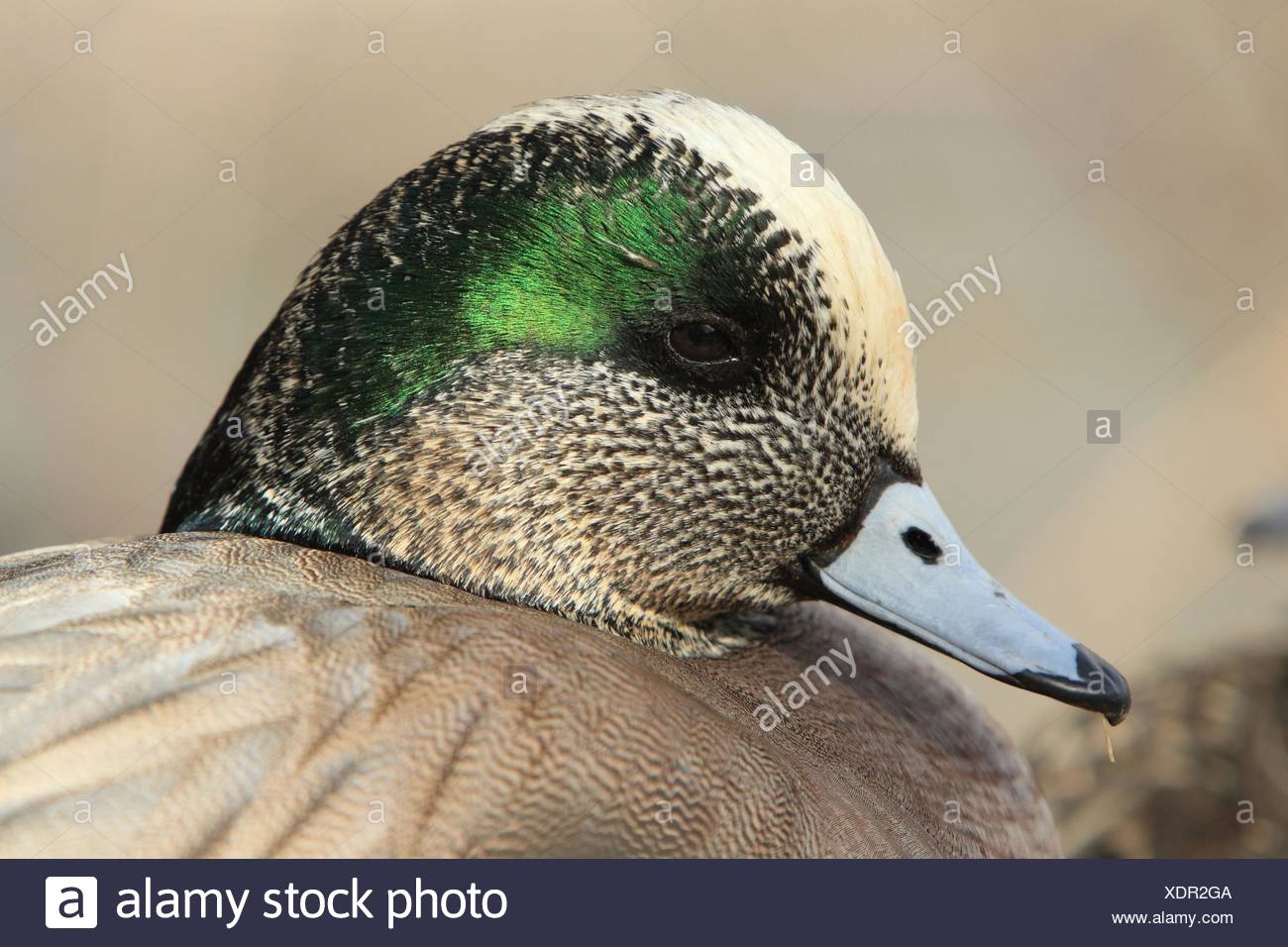 Widgeon Duck High Resolution Stock Photography and Images - Alamy