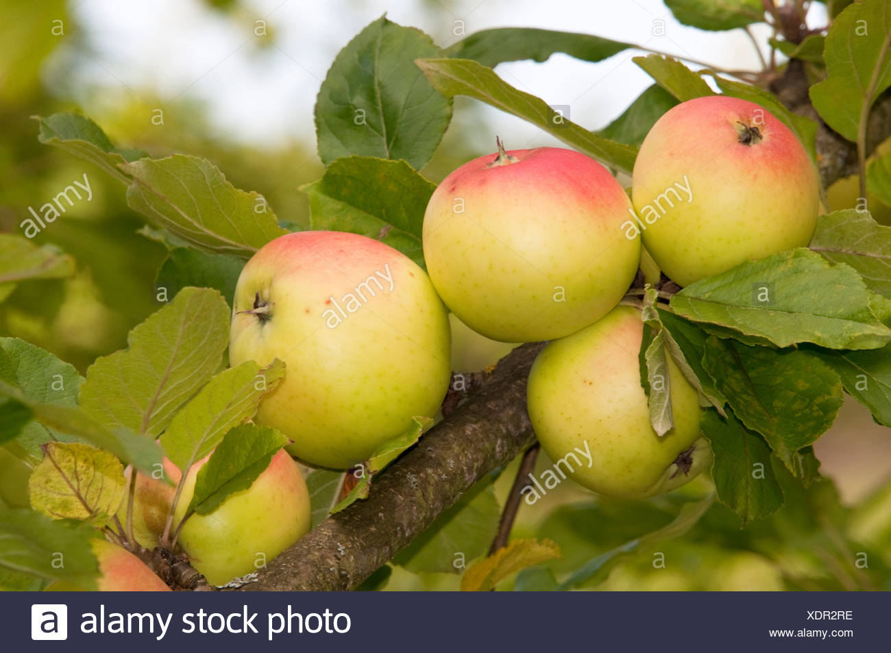Royal Jubilee Rose High Resolution Stock Photography and Images - Alamy