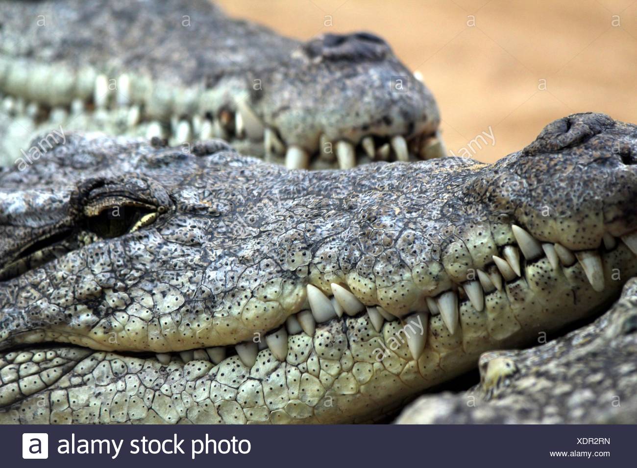 Krokodile Stock Photos & Krokodile Stock Images - Alamy