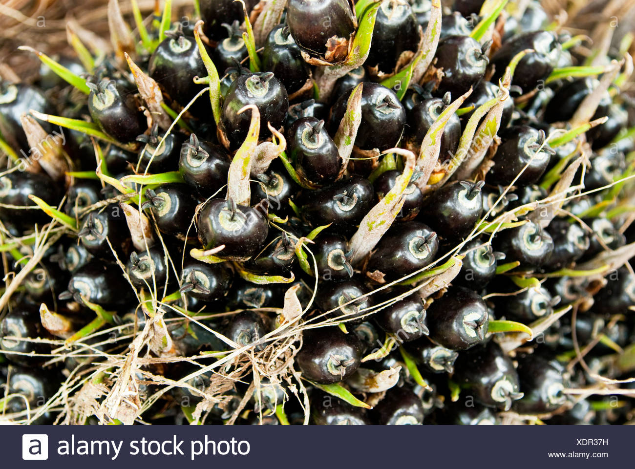 Palm Oil Seeds Stock Photos & Palm Oil Seeds Stock Images - Alamy