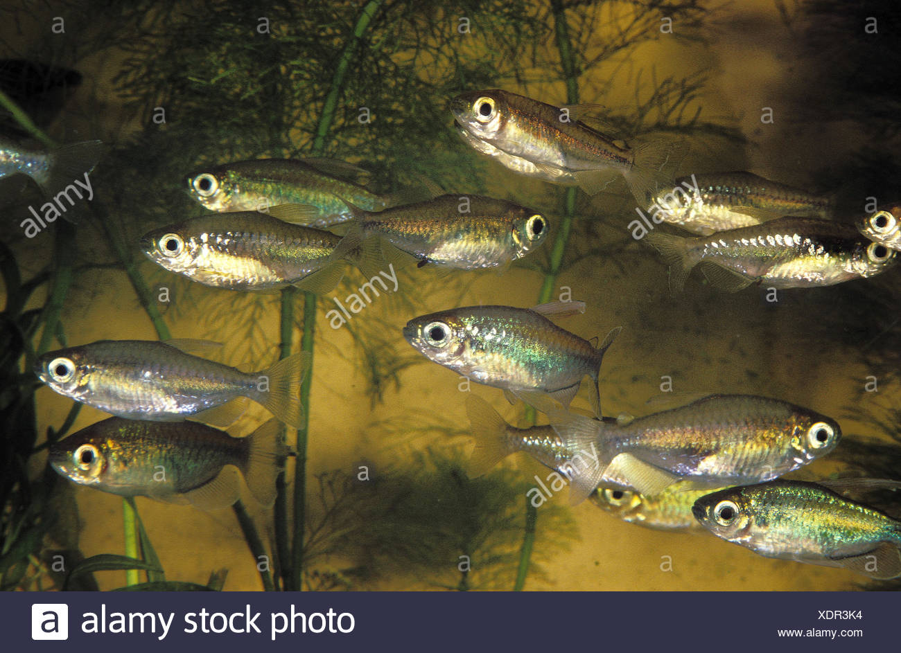 School Of Tetra Fish High Resolution Stock Photography and Images - Alamy