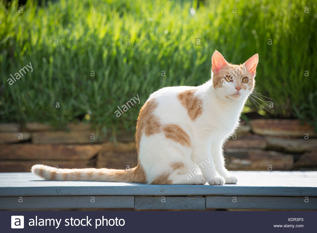 Cat Full Body High Resolution Stock Photography and Images - Alamy