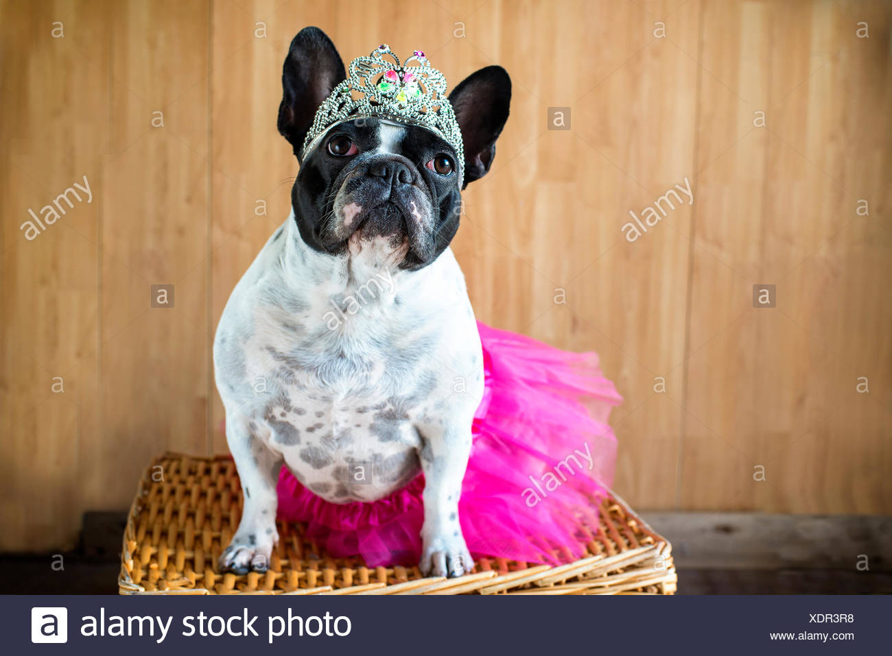 Bulldog Dressed Up High Resolution Stock Photography and Images - Alamy