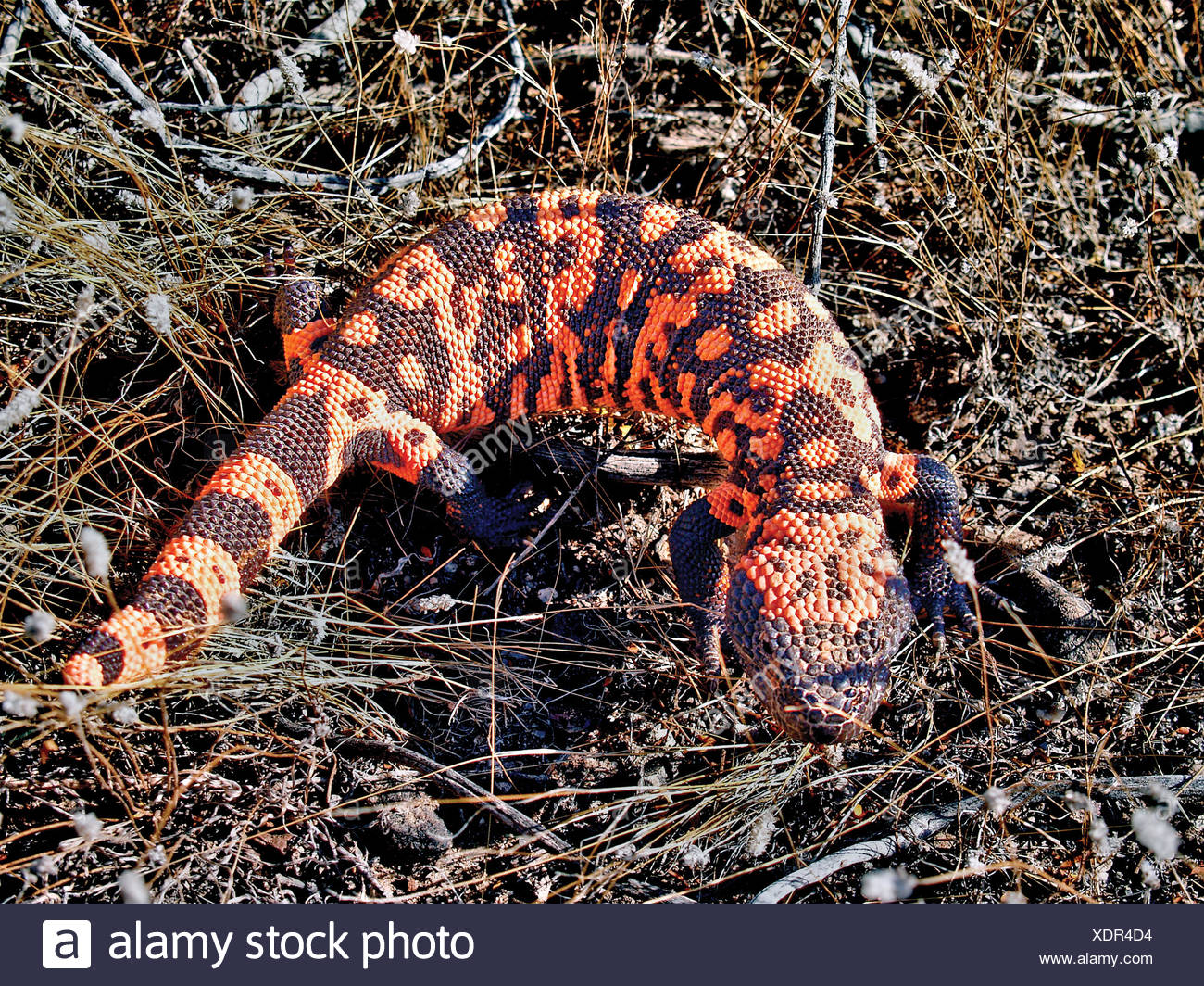 Gila Monster High Resolution Stock Photography and Images - Alamy