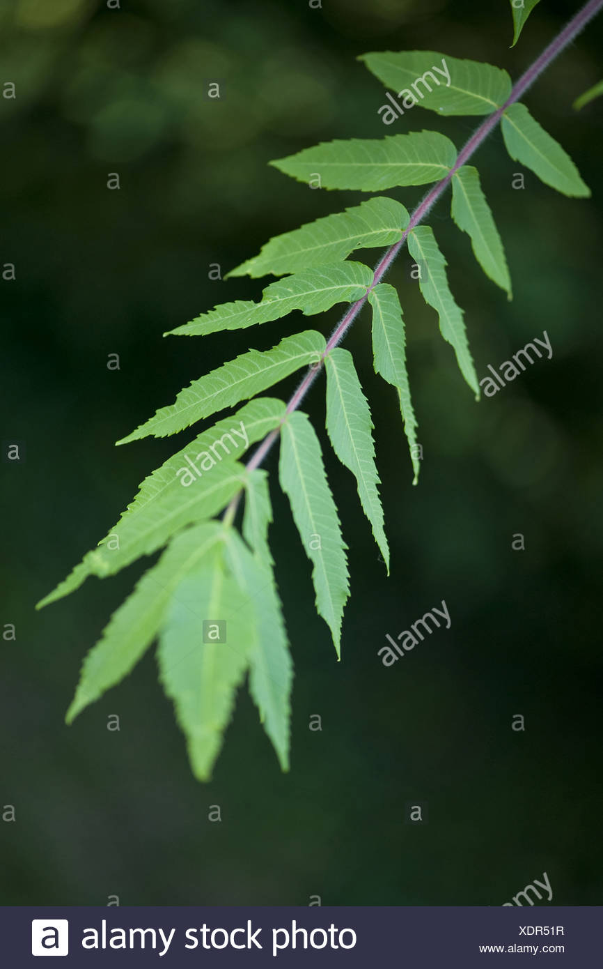 Sumac Trees High Resolution Stock Photography and Images - Alamy