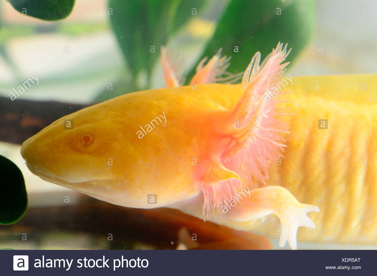 Newt Eye High Resolution Stock Photography and Images - Alamy