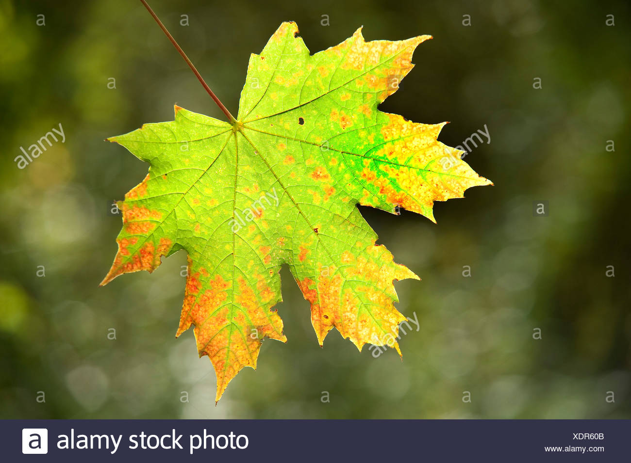 Sycamore High Resolution Stock Photography and Images - Alamy