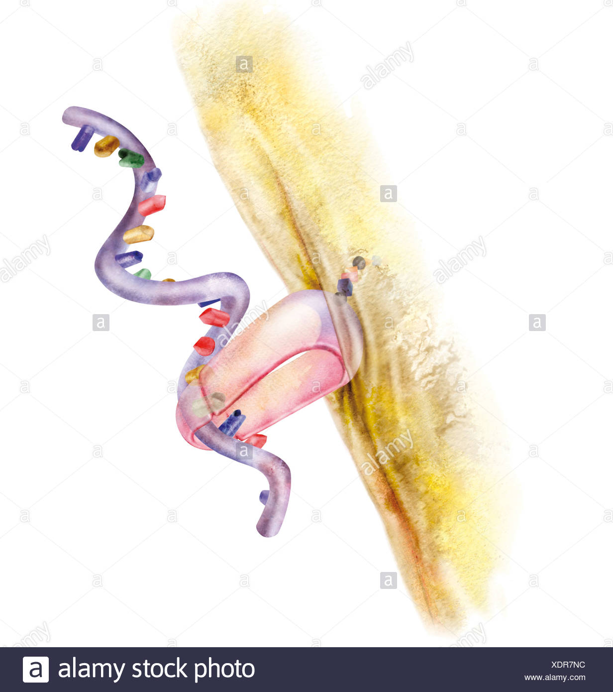 Rna Synthesis High Resolution Stock Photography and Images - Alamy
