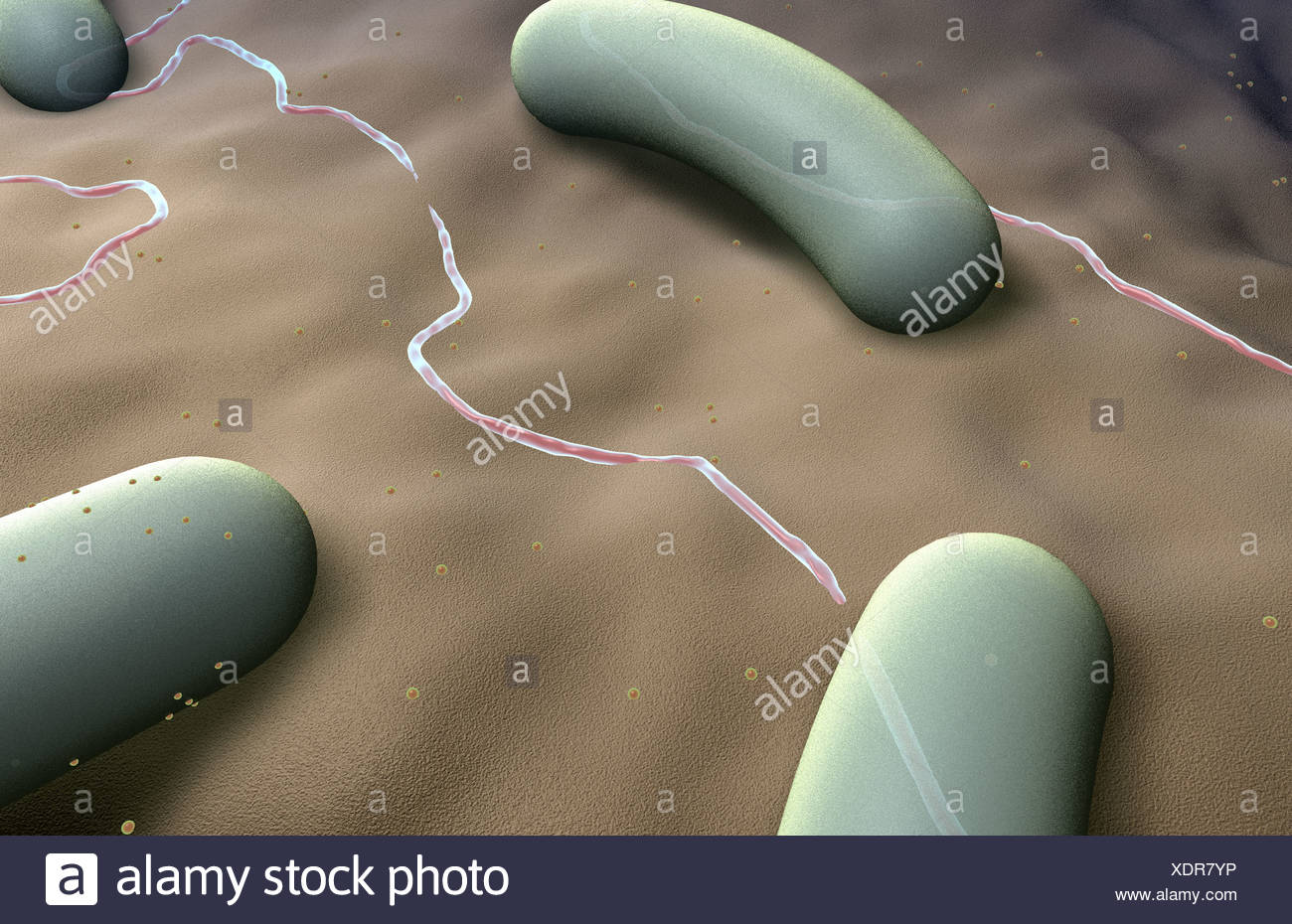 Rod Bacillus Bacteria High Resolution Stock Photography and Images - Alamy