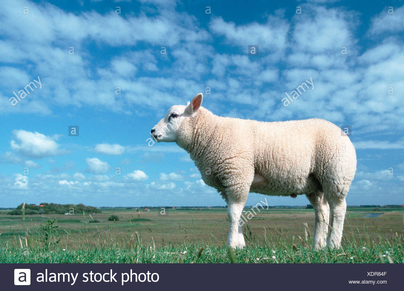 Texel Schaf High Resolution Stock Photography and Images - Alamy