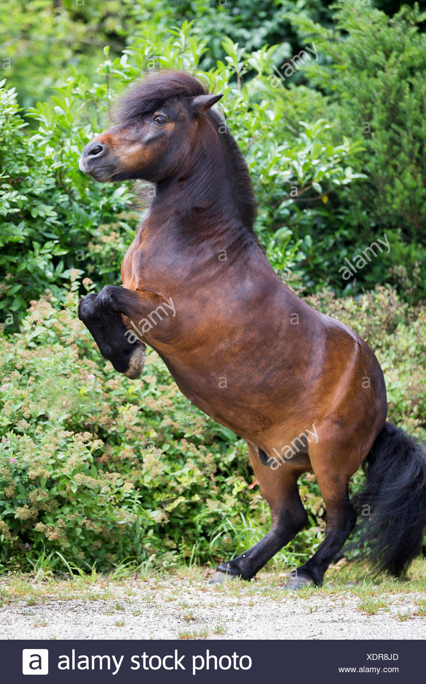 Shetland Pony Horse Rearing Stock Photos & Shetland Pony Horse Rearing ...