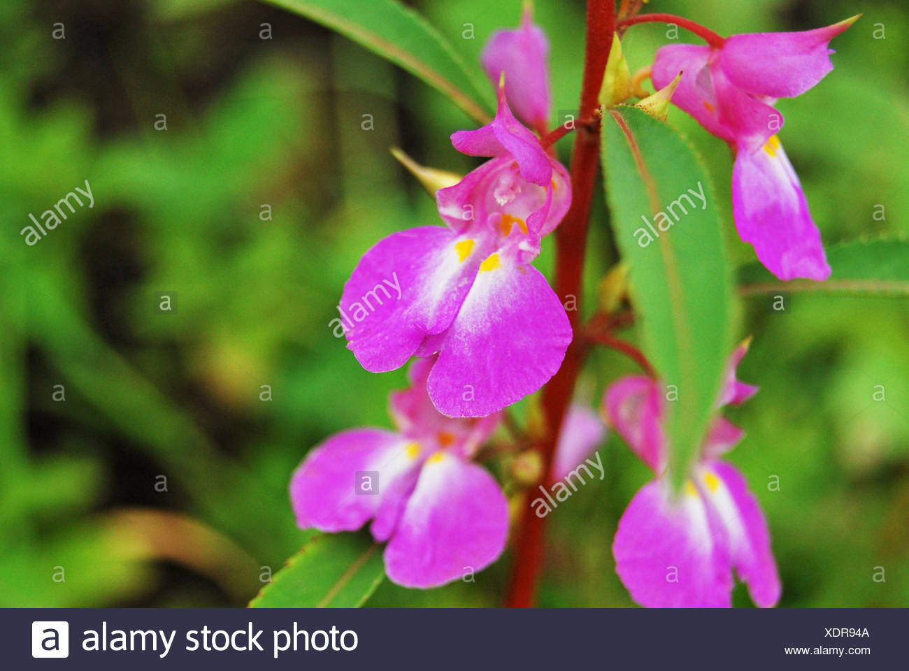 Pink Balsam High Resolution Stock Photography and Images - Alamy