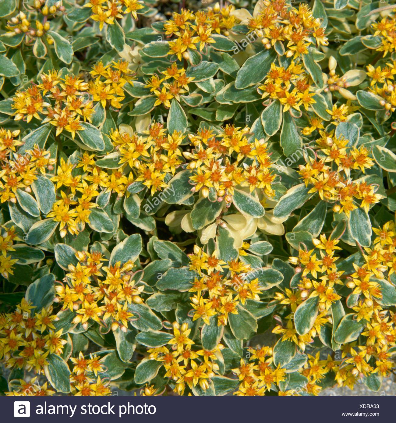 Sedum Sedum Kamtschaticum Stock Photos & Sedum Sedum Kamtschaticum ...