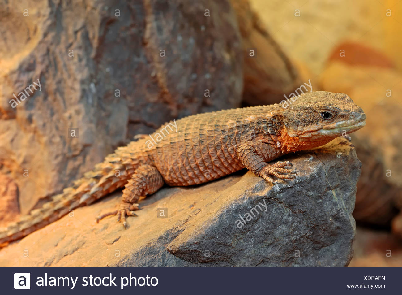 Girdled Lizards High Resolution Stock Photography and Images - Alamy