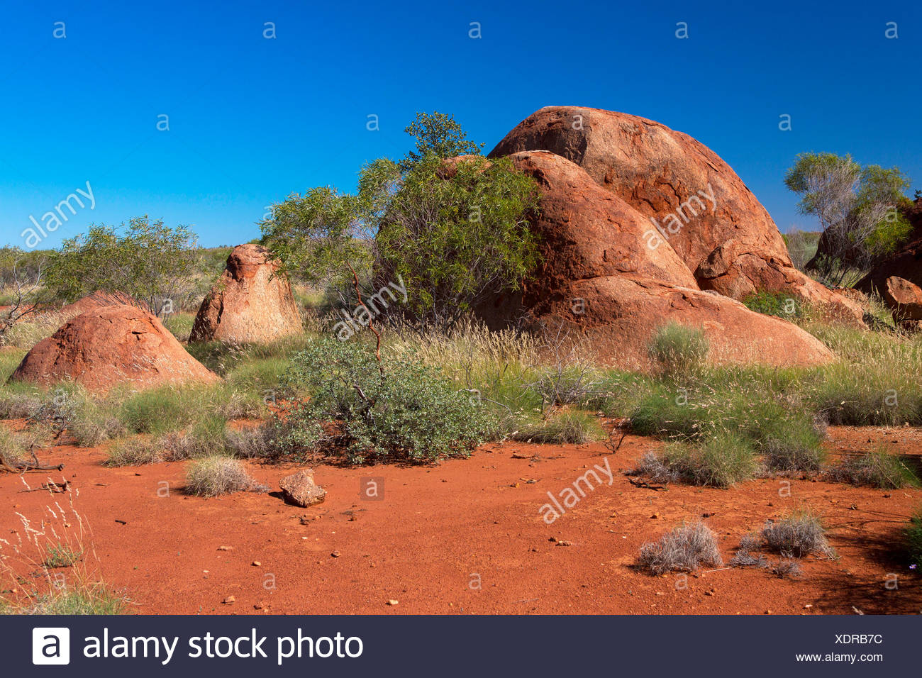 Australian Outback Plants High Resolution Stock Photography and Images ...