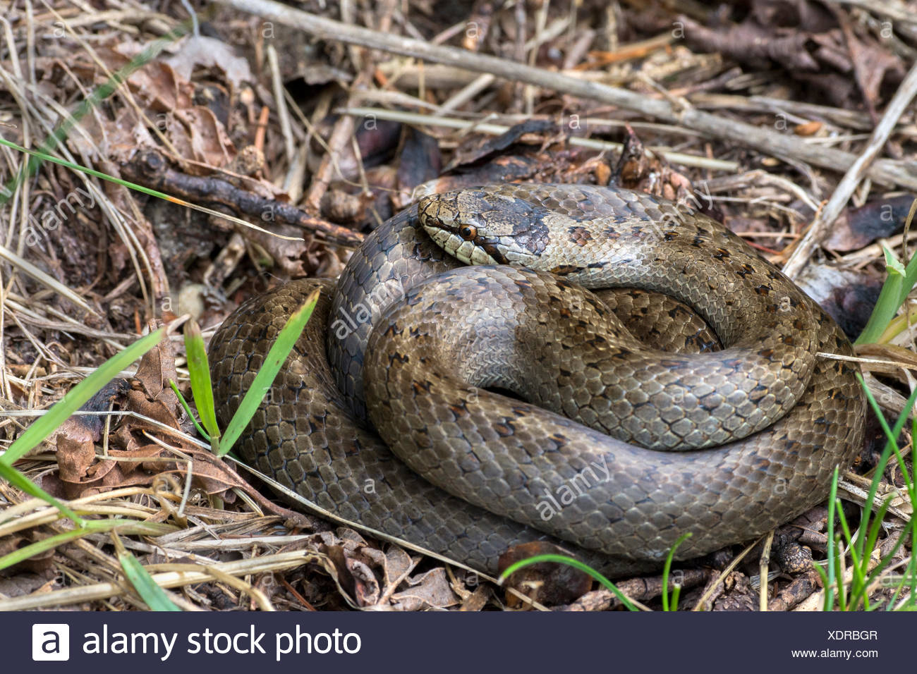 Snake Curled Up Stock Photos & Snake Curled Up Stock Images - Alamy